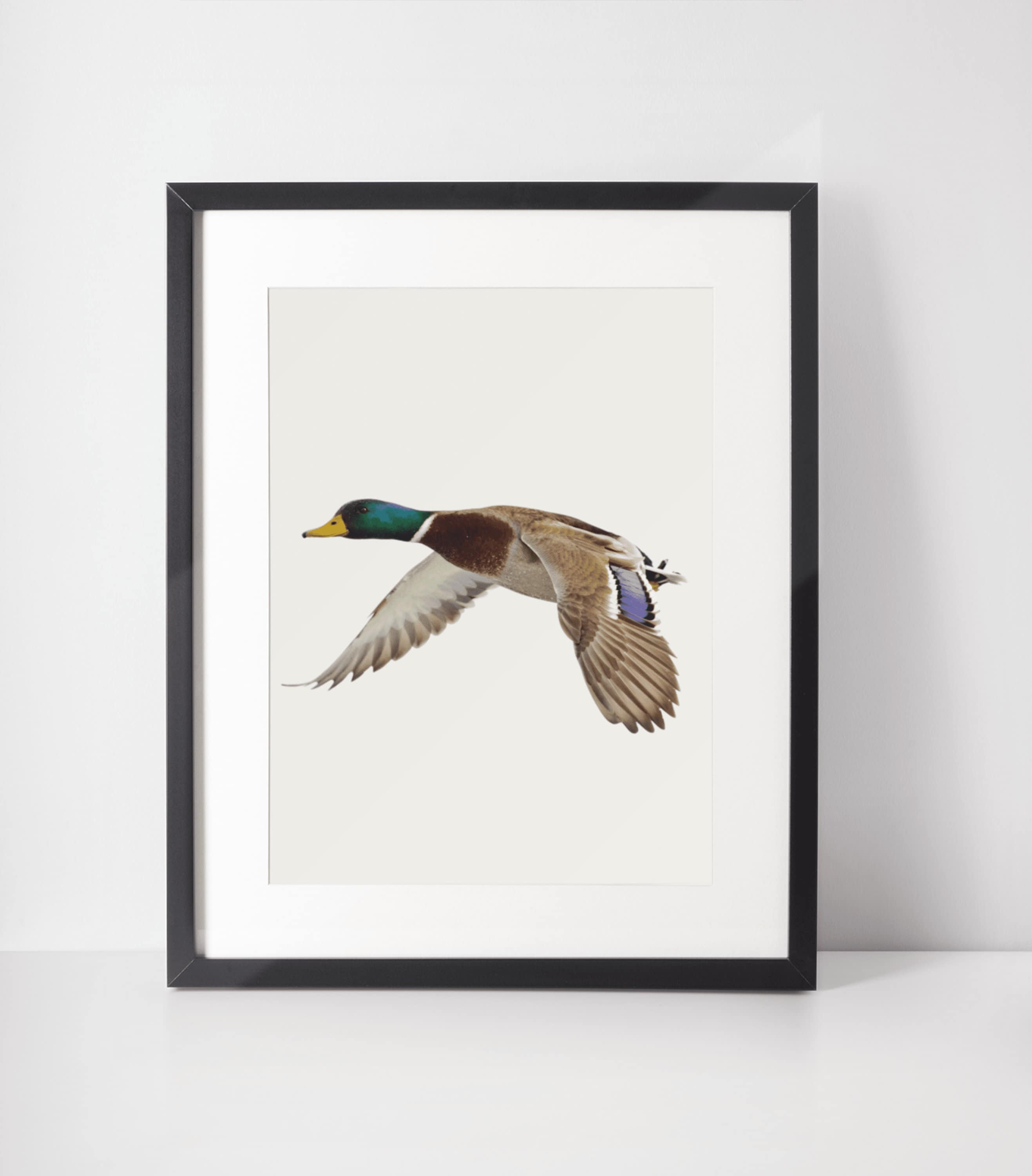 Mallard Duck Bird Print, Duck Wall Art Printable Download, Farmhouse ...