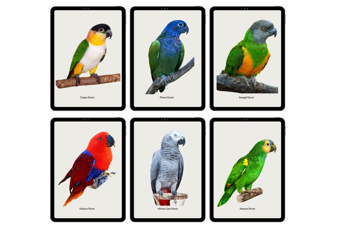 True Parrots (psittacidae) Digital Download Art, Parrot Prints Set of 6 ...