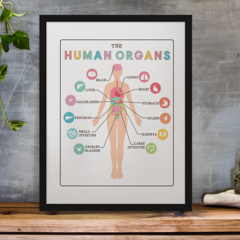 Human Anatomy Poster: Organs Body Diagram, School Education (digital ...