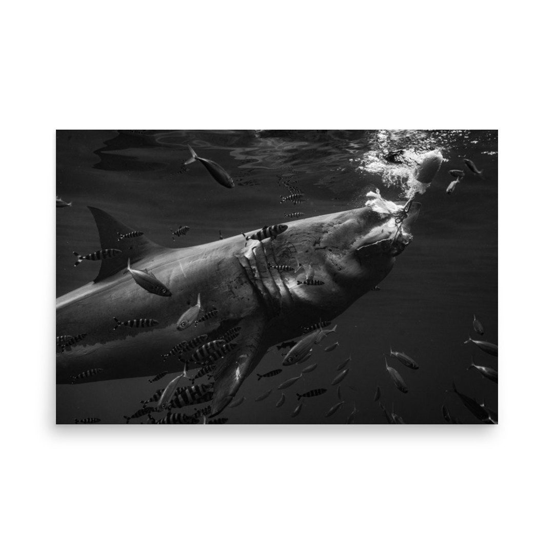 The Chomp - Photo Paper Poster - Etsy