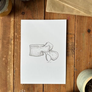 Lumbar Vertebrae Anatomy Print, Anatomy Poster, Wall Art, Medical ...