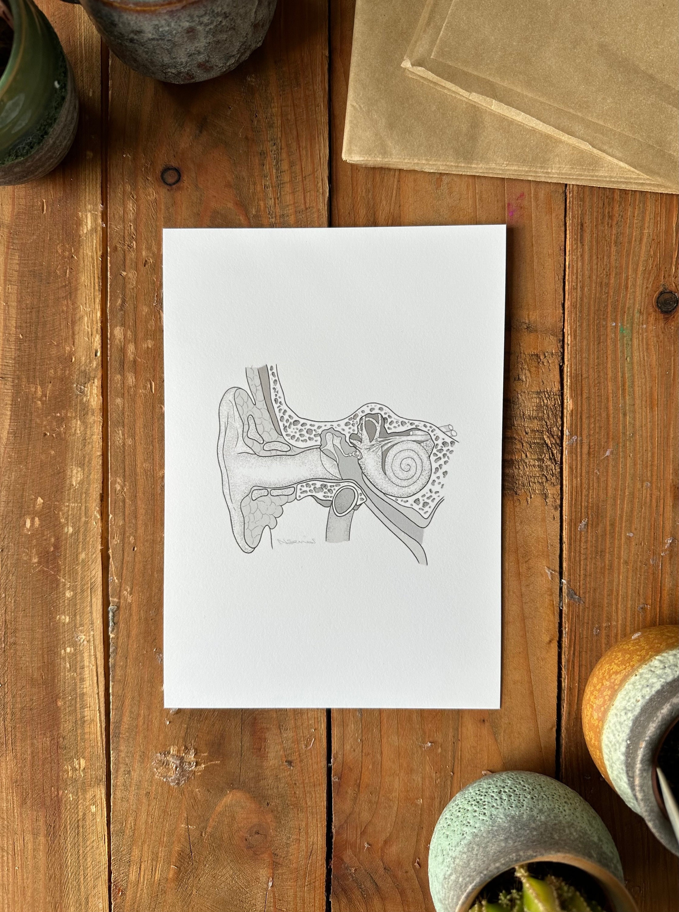 Ear Canal Anatomy Print, Anatomy Poster, Wall Art, Medical Drawing, A5 ...