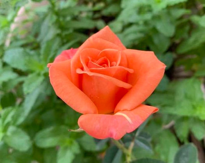 Arizona Rose Bush Shrub, Perennial, Live Plant - Etsy