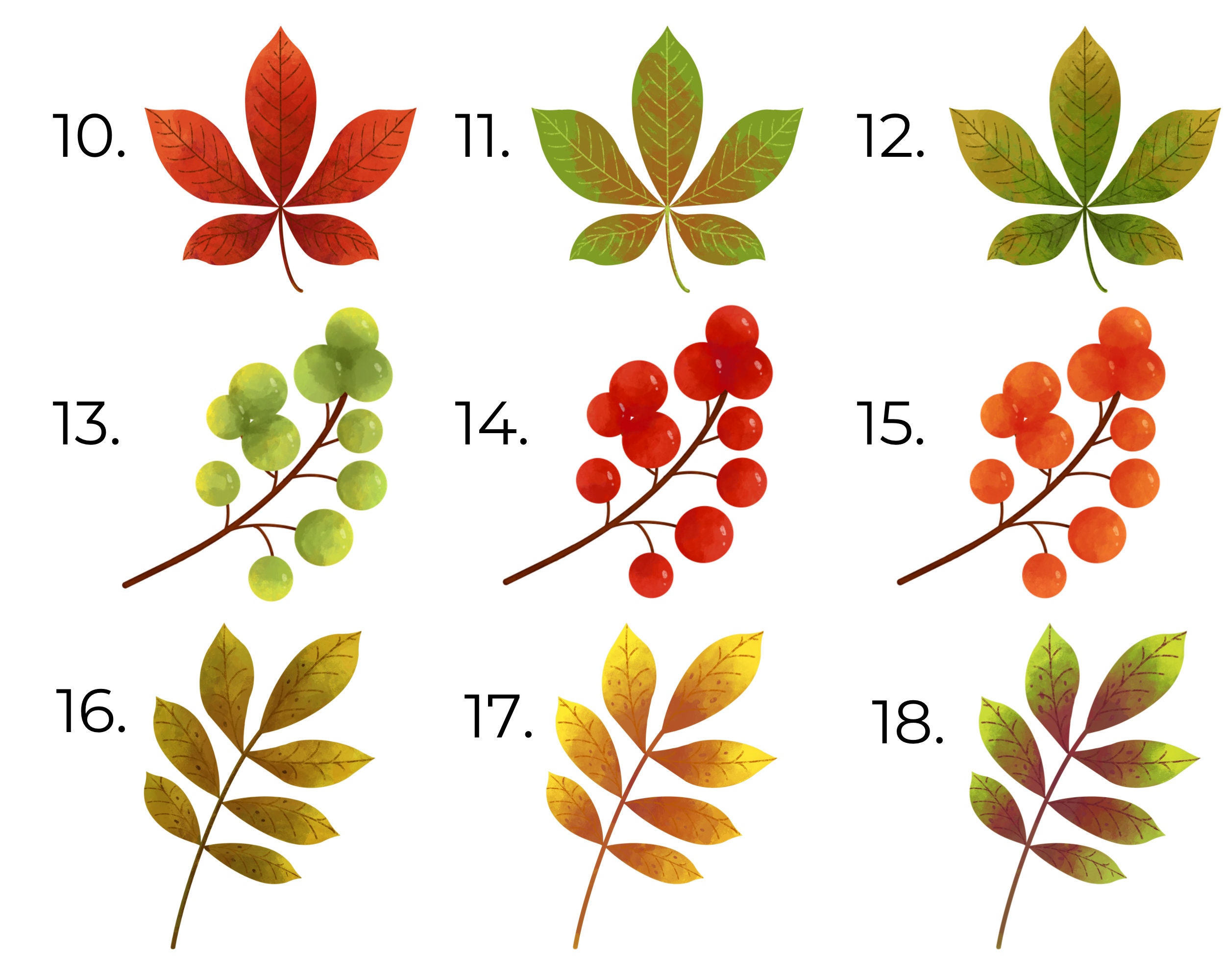 Fall Leaves Clipart - PNG - Instant Download - Fall Leaf Illustrations ...
