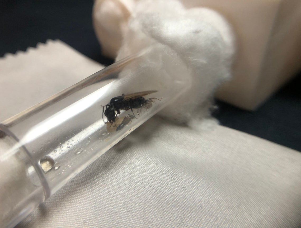 Ant Colony Test Tube Connector - Etsy