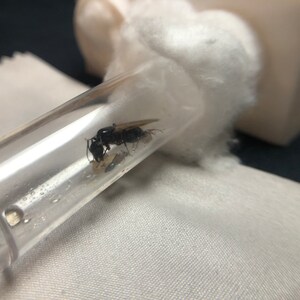 Ant Colony Test Tube Connector - Etsy