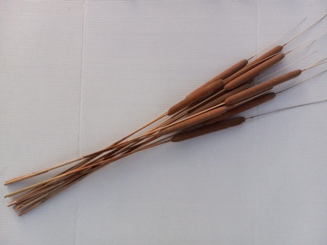 Dried Cattails All Natural and Organic Dried Cattail Flowers for Floral ...