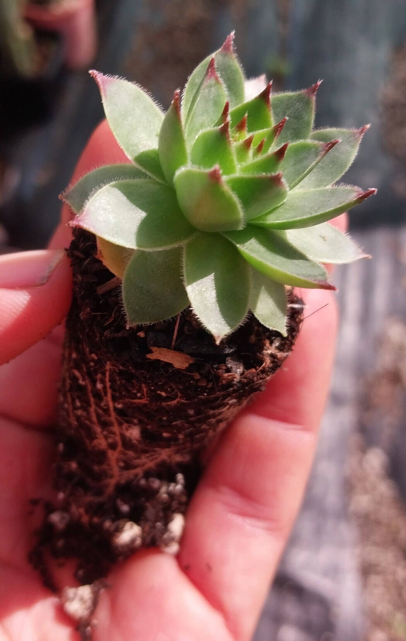 Sempervivum/ Hens and Chicks Rooted Plugs - 1 Inch Rosettes - 3 ...