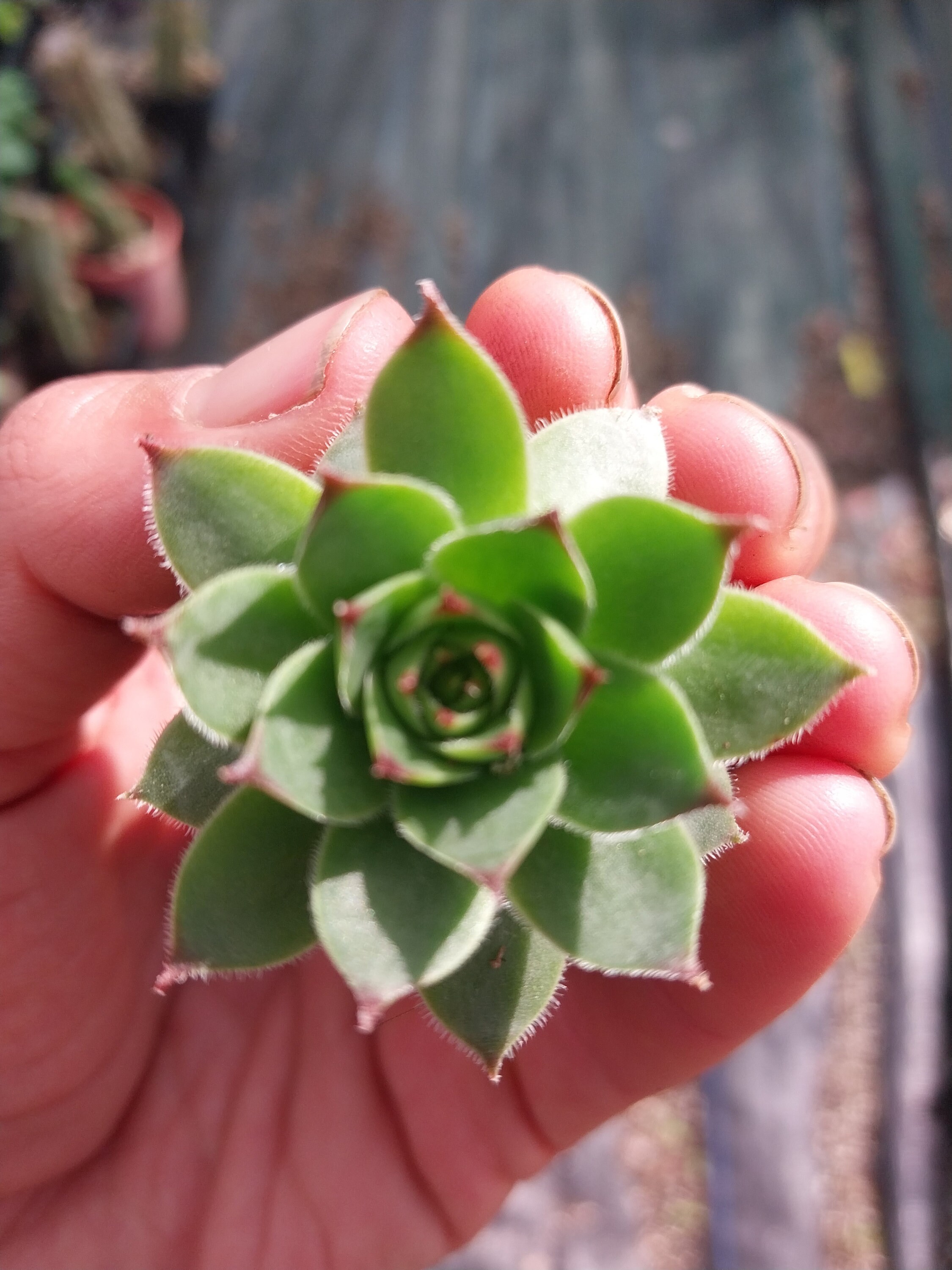 Sempervivum/ Hens and Chicks Rooted Plugs - 1 Inch Rosettes - 3 ...