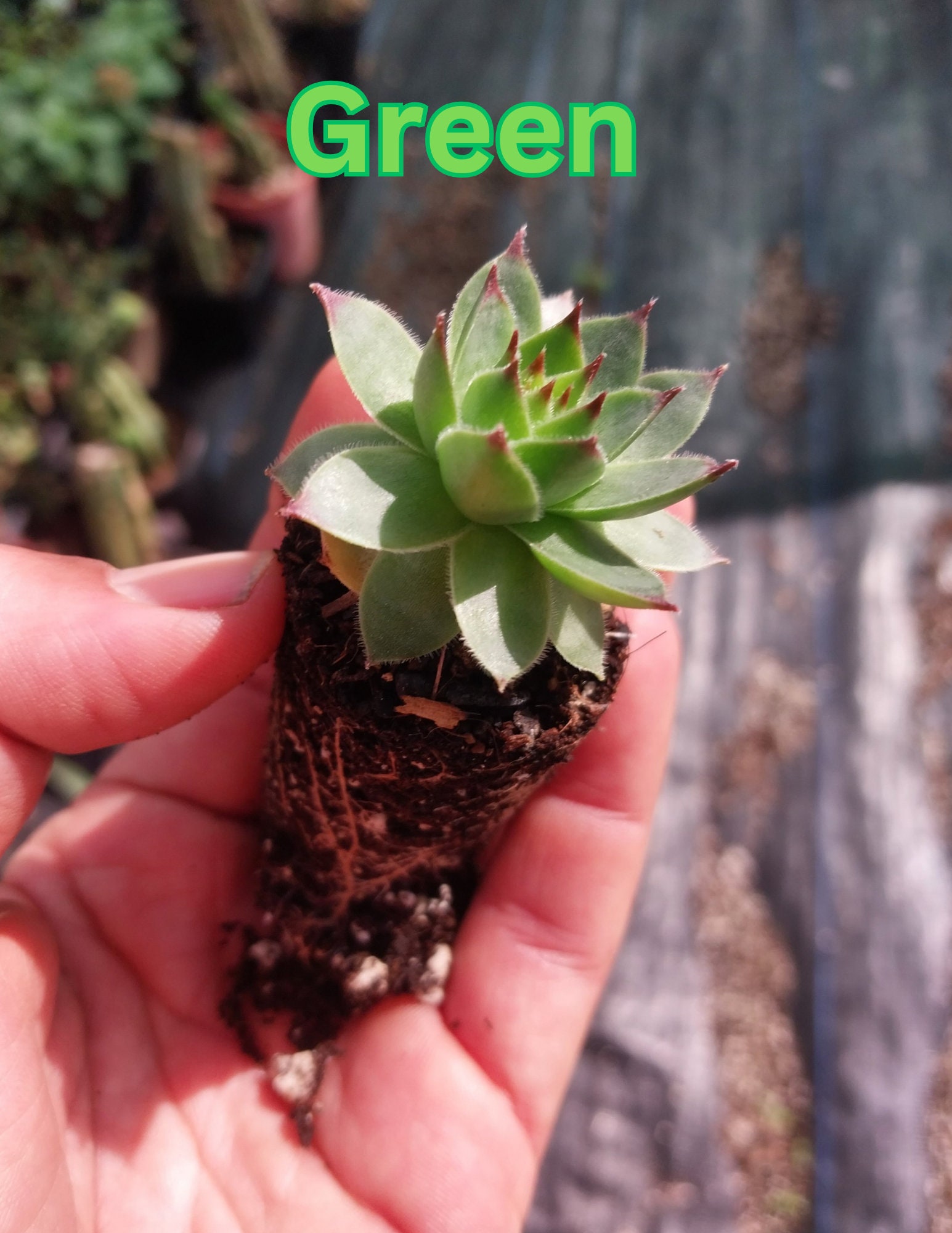 Sempervivum/ Hens and Chicks Rooted Plugs - 1 Inch Rosettes - 3 ...