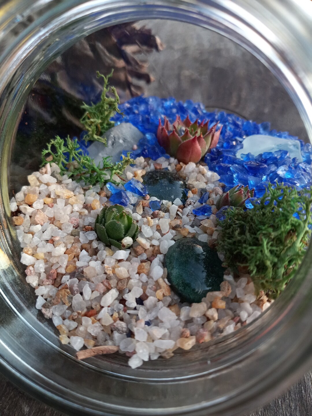 Terrarium Kit, Basic Kit Has All You Need Great for Gift, Home or ...