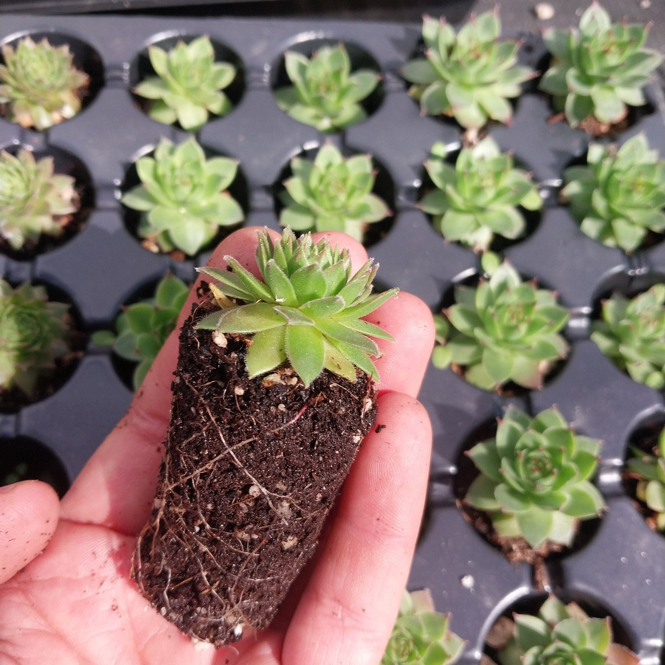 Sempervivum/ Hens and Chicks Rooted Plugs 1 Inch Rosettes 3 Different ...