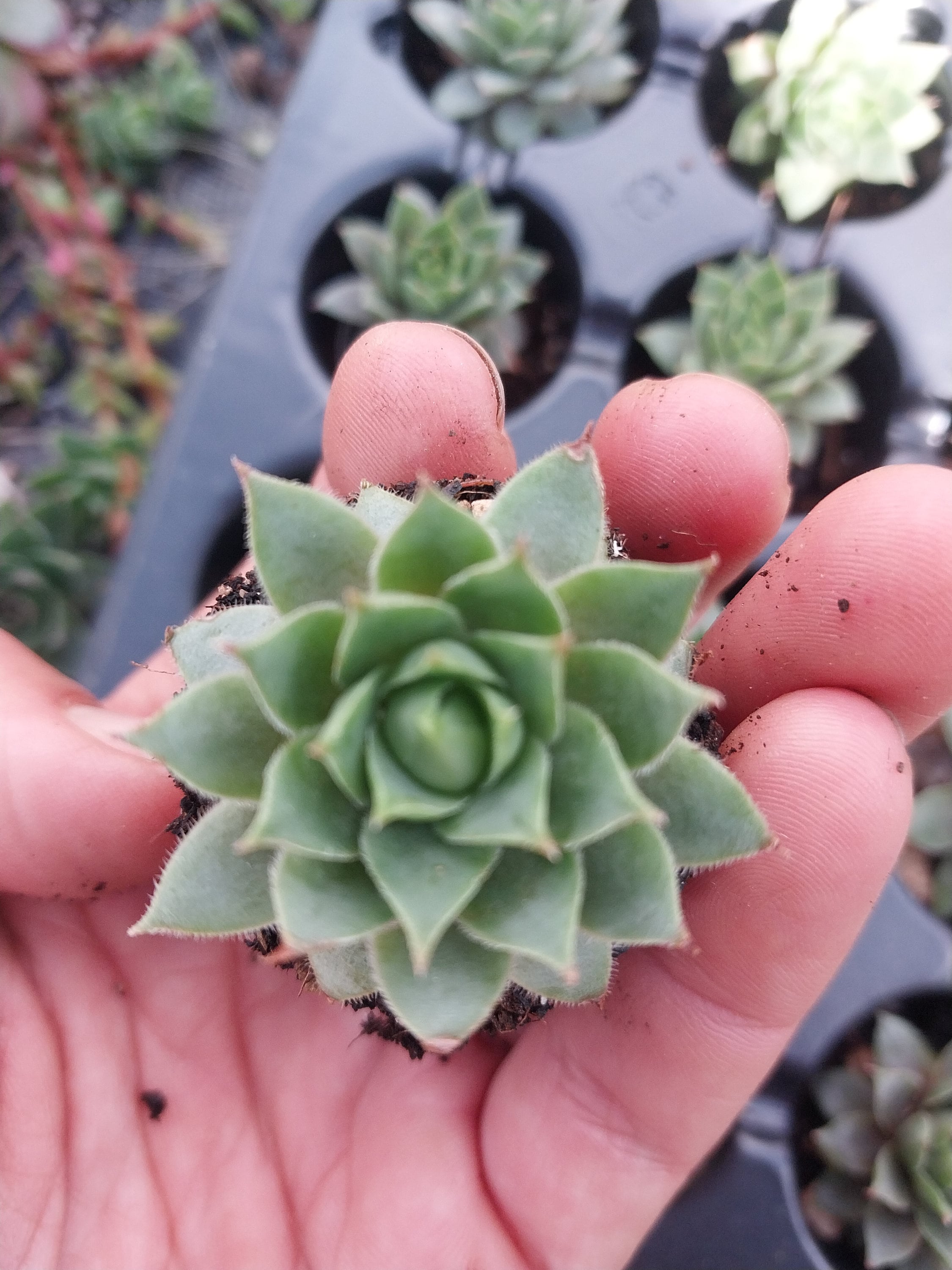 Sempervivum/ Hens and Chicks Rooted Plugs 1 Inch Rosettes 3 Different ...