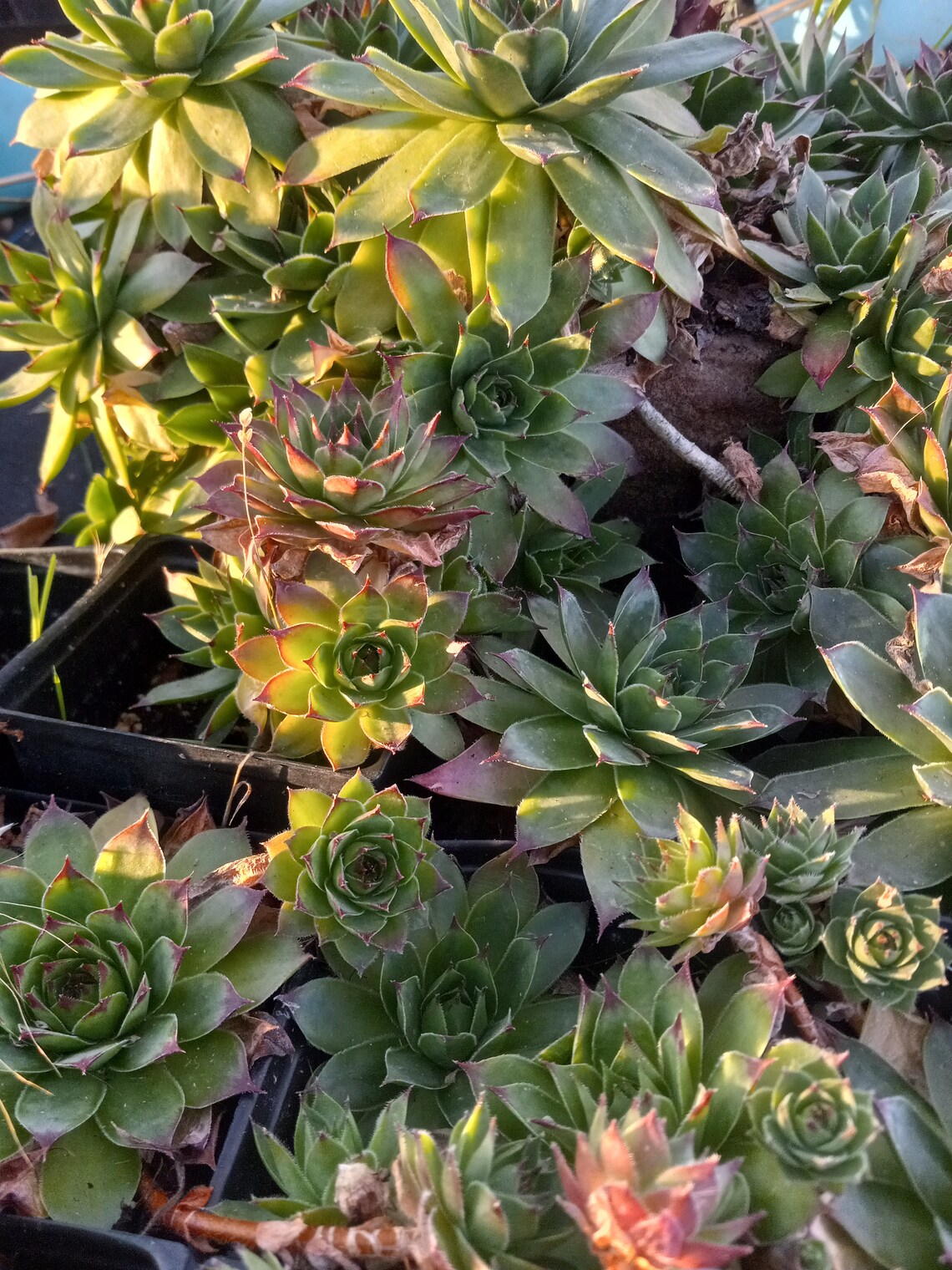 13 Hens and Chicks Plants SEMPERVIVUM Cuttings - Etsy