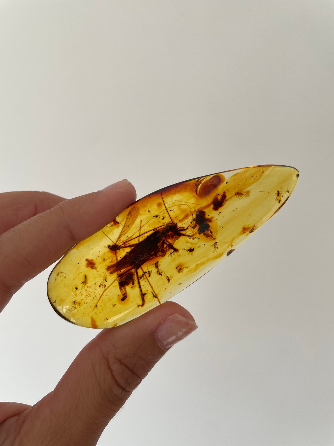 Rare Colombian Amber With Preserved Cricket Authentic Cimitarra Fossil ...