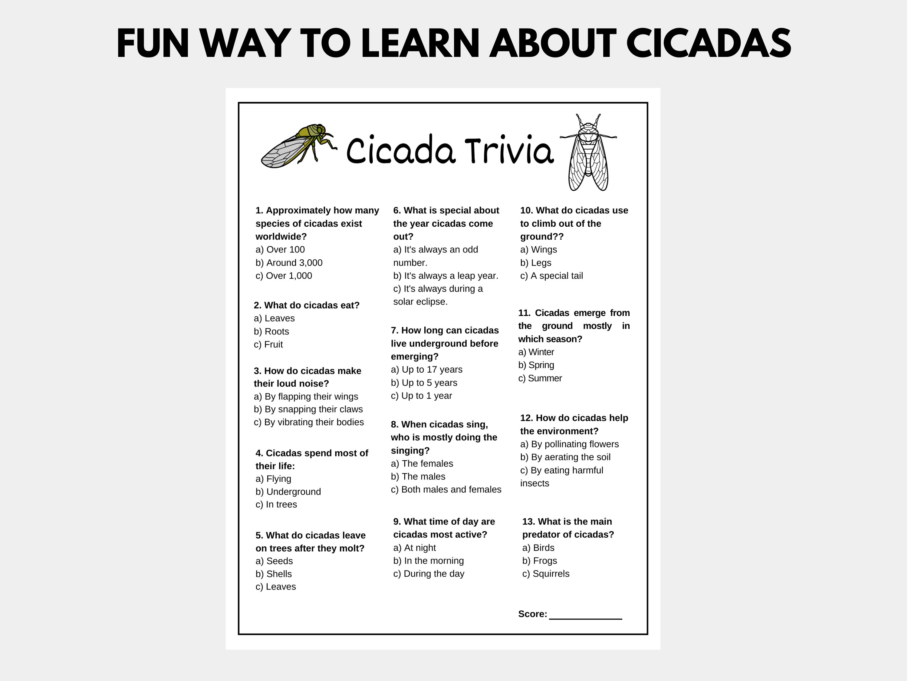 Cicada Trivia, Cicada Summer Activity, Cicada Quiz, Homeschool ...