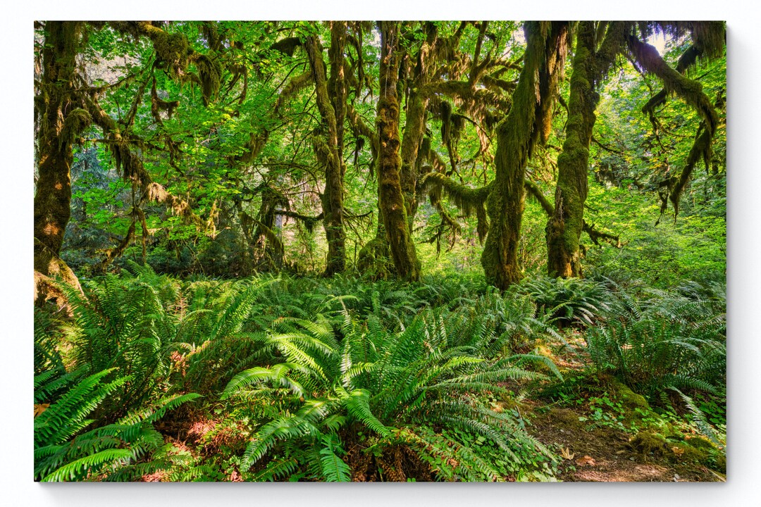 Hoh Rainforest at Olympic National Park, Washington, Landscape Print ...