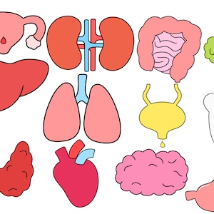 Kawaii Organ Clipart Organ Svg Printable Body Organs Clip Art Digital ...