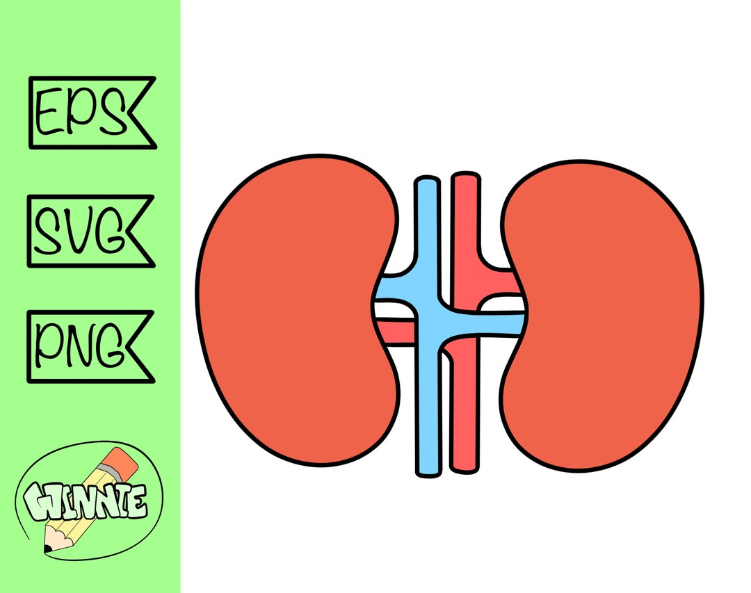 Kidney Svg Organ Png Sticker Kidney Donor Digital Printable Vector ...