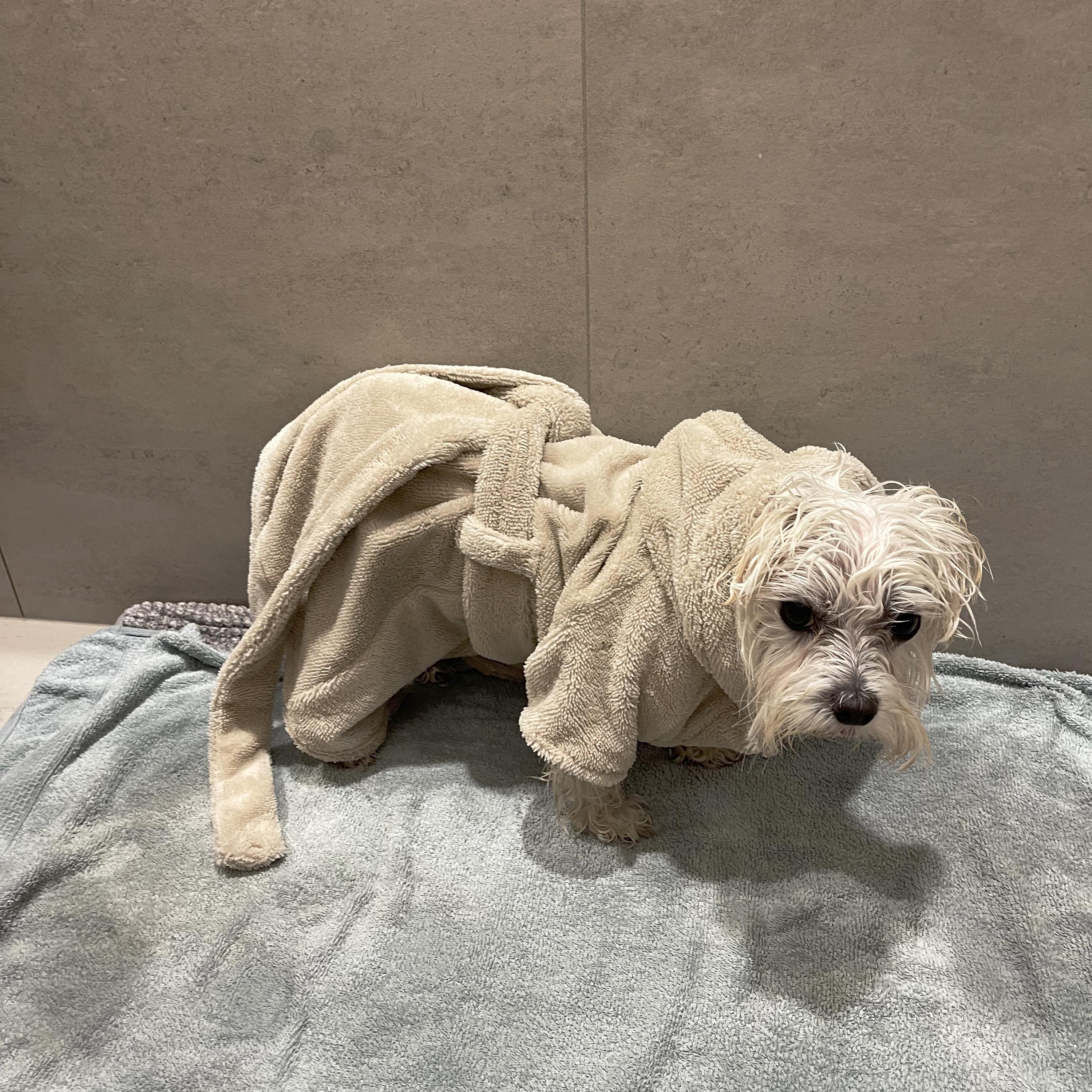 Handmade Beige Bamboo Terry Dog Bathrobe, Soft, Absorbent Pet Robe ...