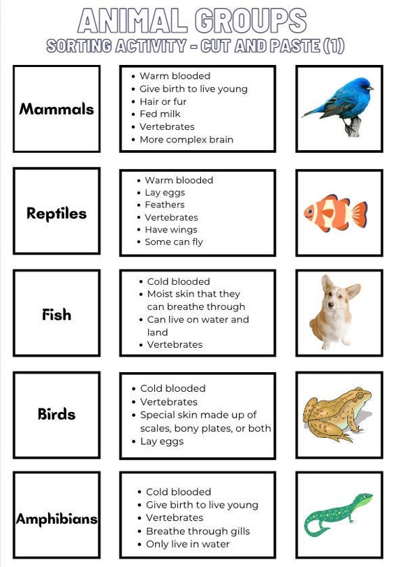 Animal Groups Poster & Worksheet Bundle - Etsy