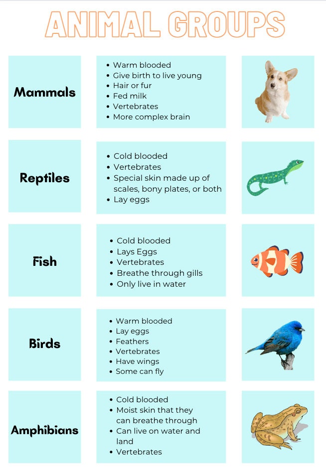 Animal Groups Poster & Worksheet Bundle - Etsy