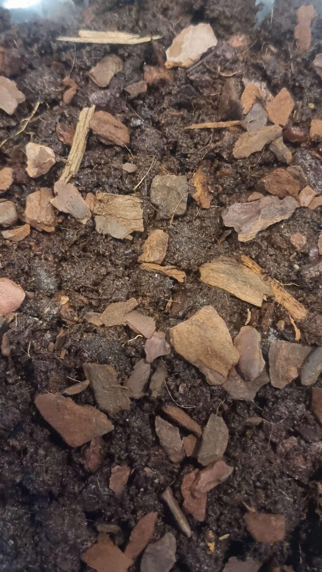 Rainforest Substrate Mix Large - Etsy
