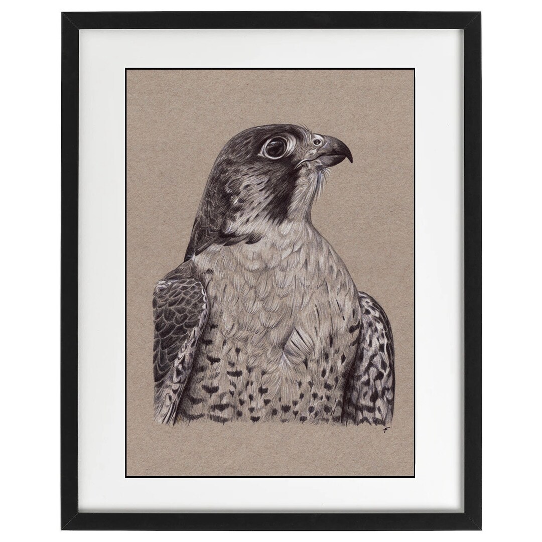 Peregrin Falcon Biro Pen Ink Sketch Art Print - Etsy