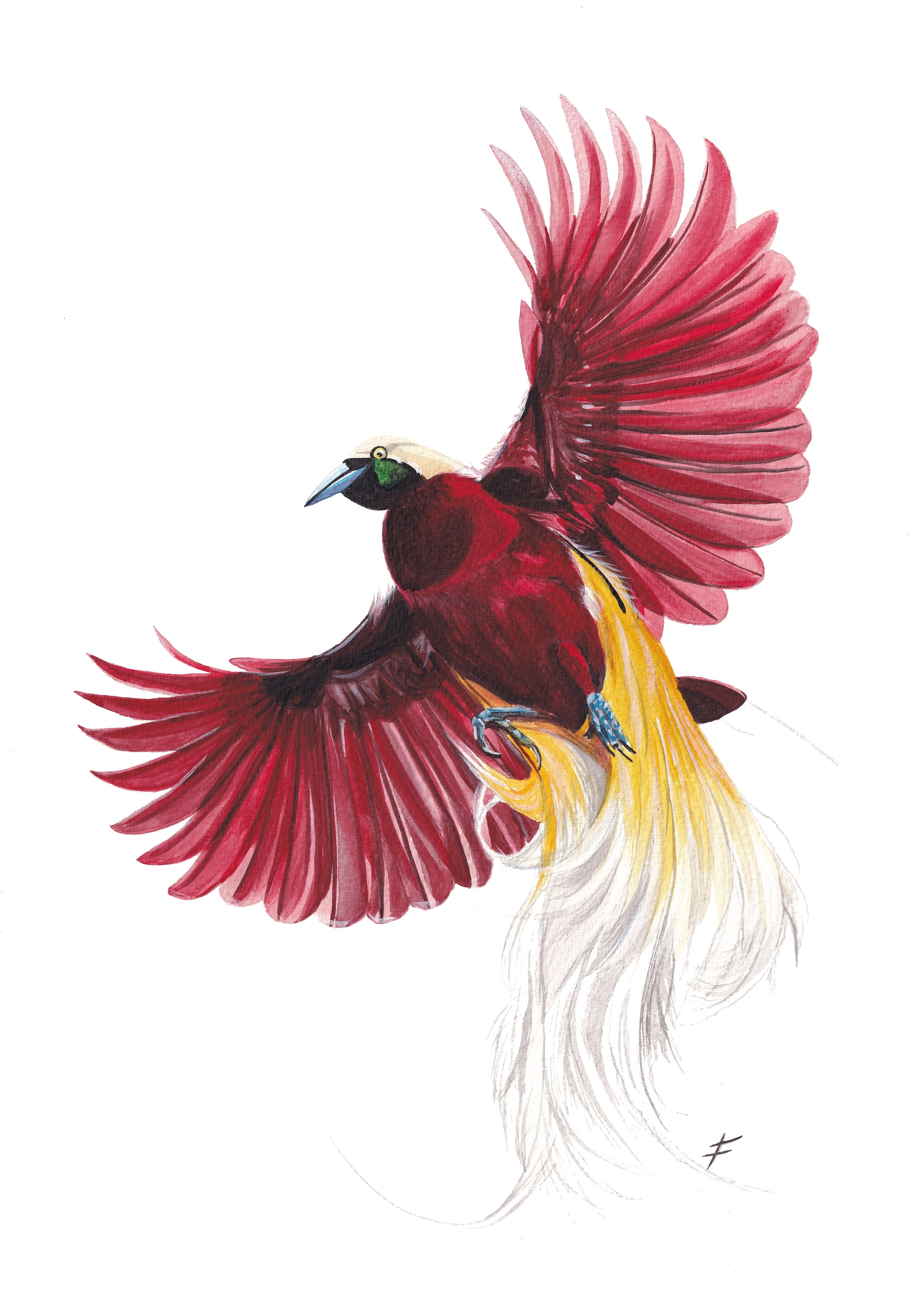 Greater Bird Of Paradise Flying