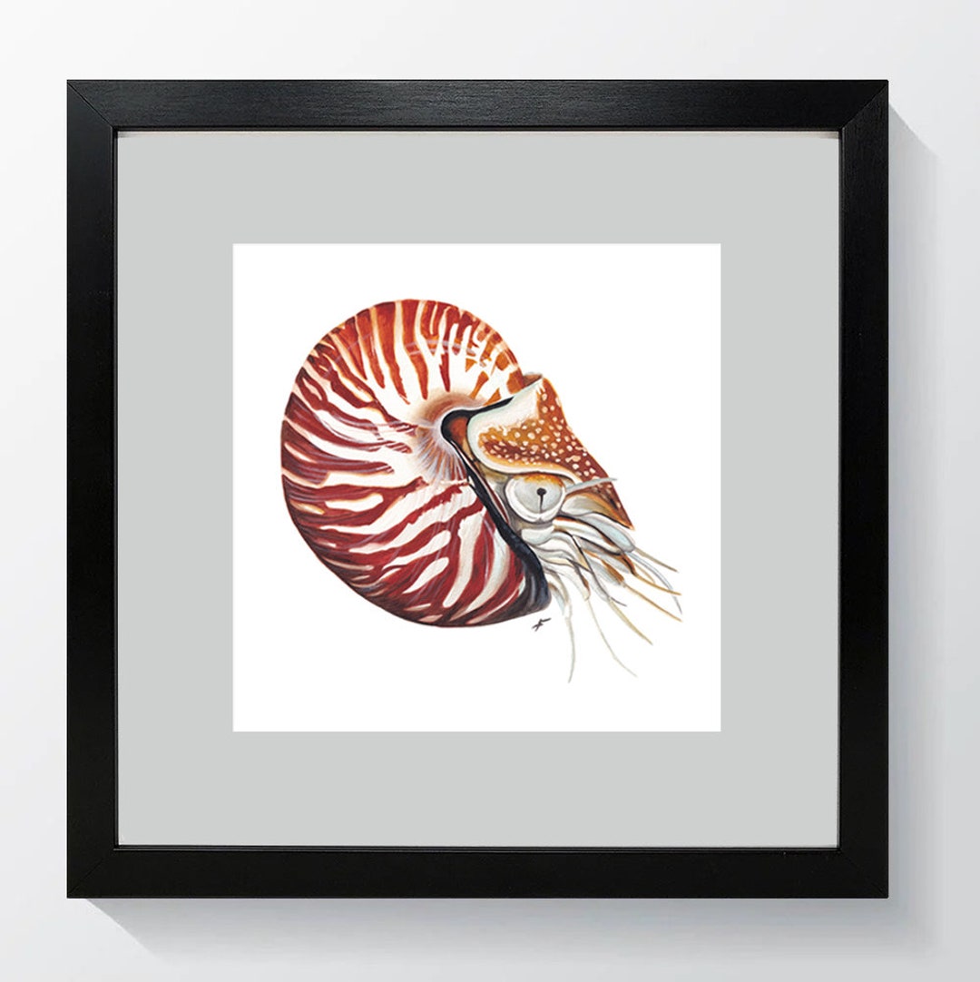 Nautilus Watercolour Painting, Art Print, Sir David Attenbough Blue ...
