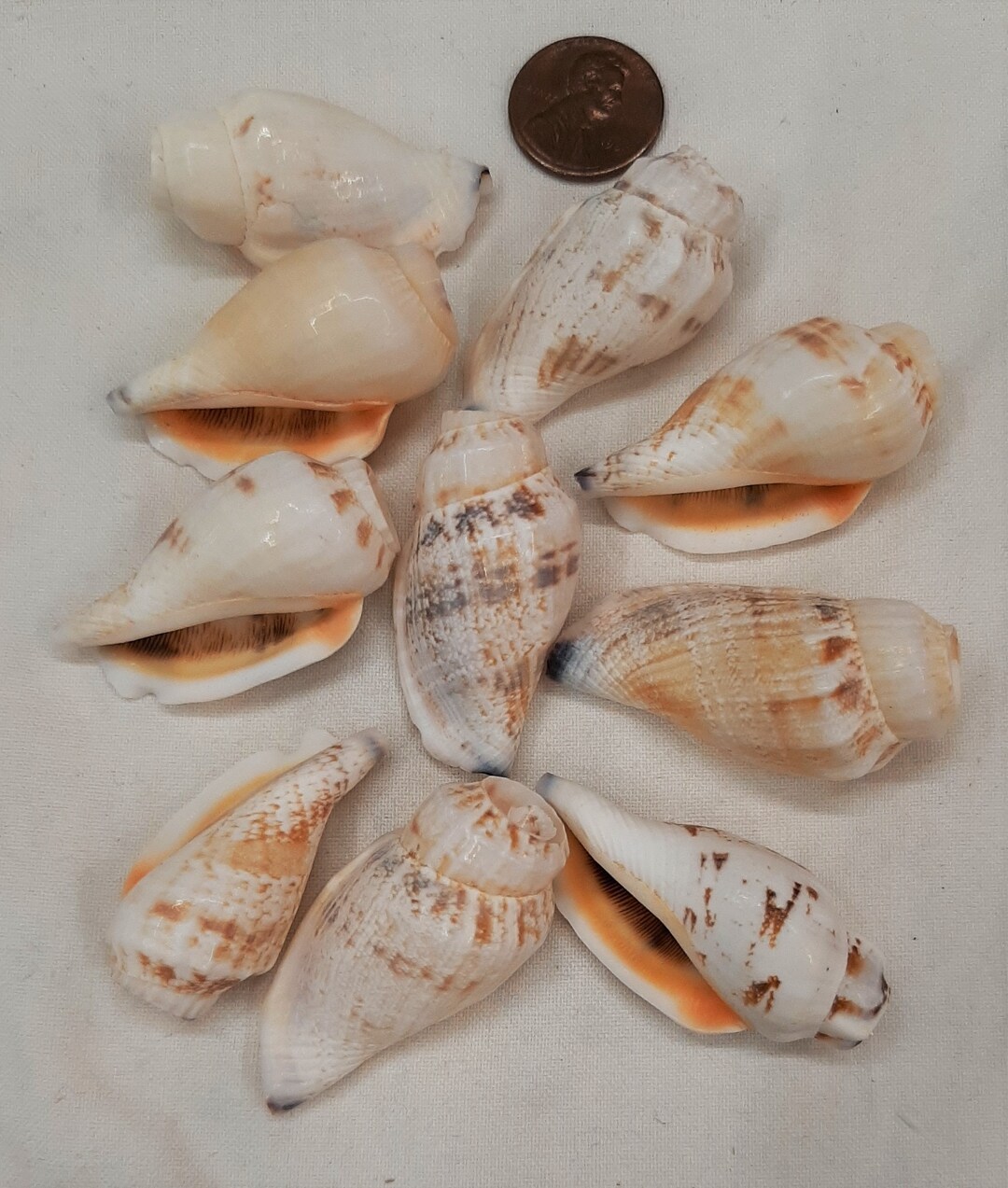 Lot of 10 Small-to-mid-sized Swirled Natural Cream Conch Shells ...