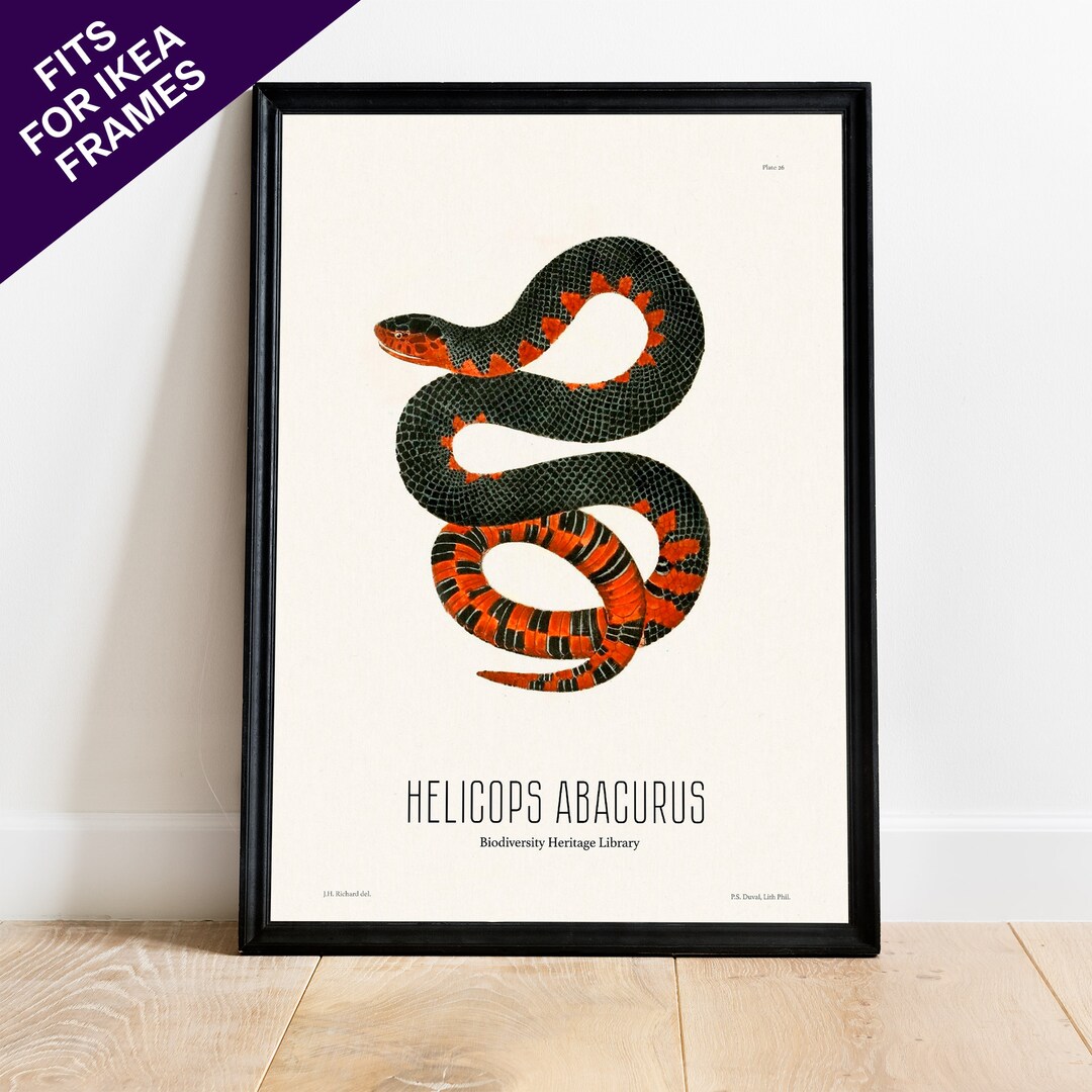 Helicops Abacurus Snake Biodiversity Heritage Library Printed Poster ...
