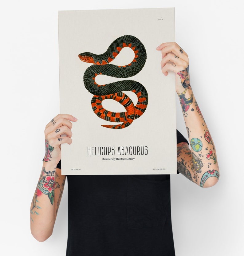 Helicops Abacurus Snake Biodiversity Heritage Library Printed Poster ...