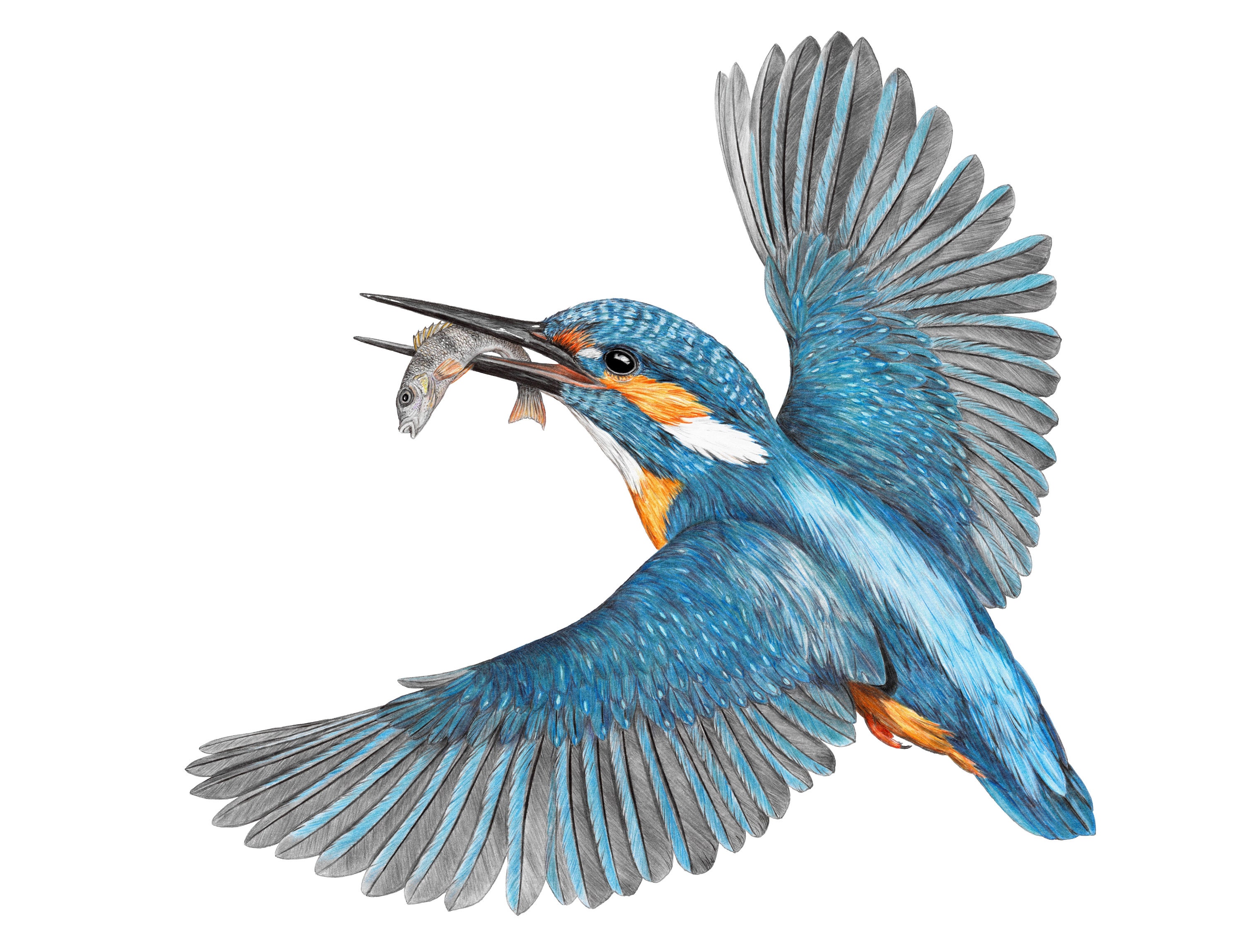 Kingfisher Flying Drawing