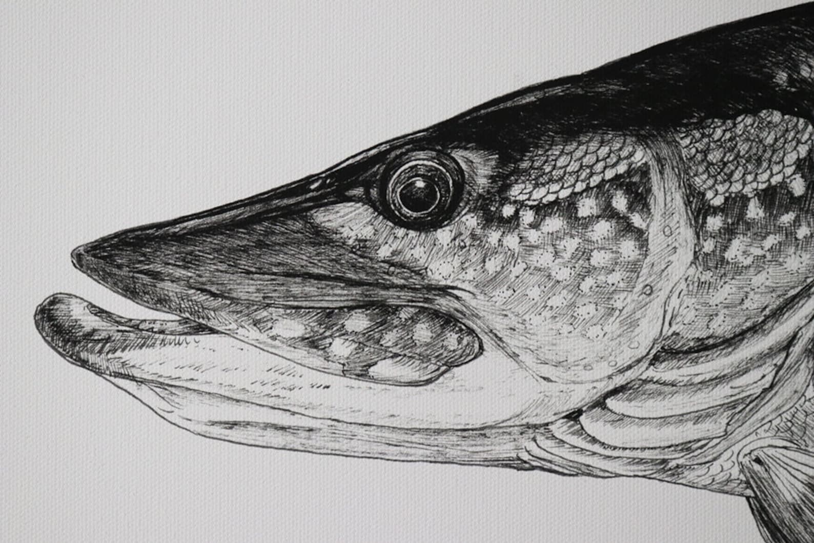 Pike Drawing on a Canvas | Hecht | Northern Pike | Snoek | Gädda ...