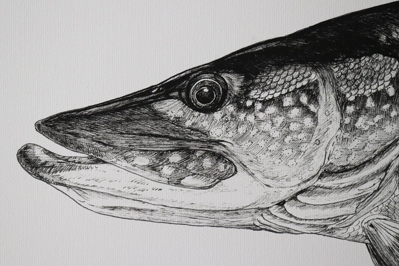 Pike Drawing on a Canvas | Hecht | Northern Pike | Snoek | Gädda ...
