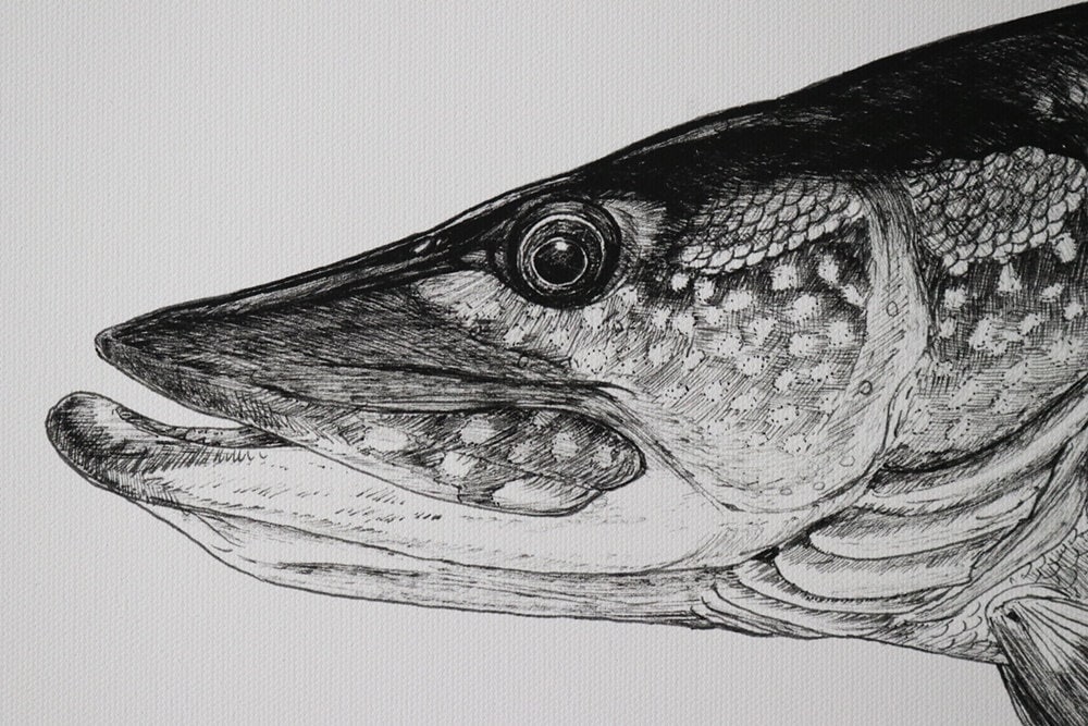 Northern Pike Sketch