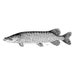 Pike Drawing on a Canvas | Hecht | Northern Pike | Snoek | Gädda ...