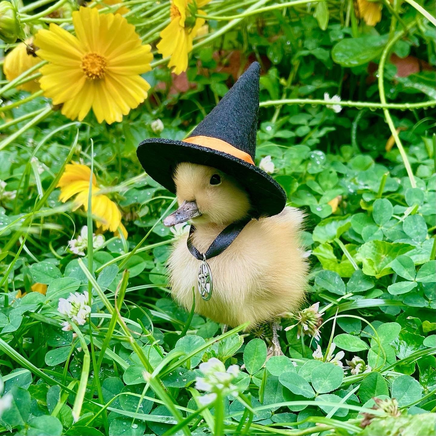 Taxidermy Witch Ducklings - Etsy