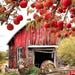 Apple Orchard With Red Barn. Digital Download - Etsy