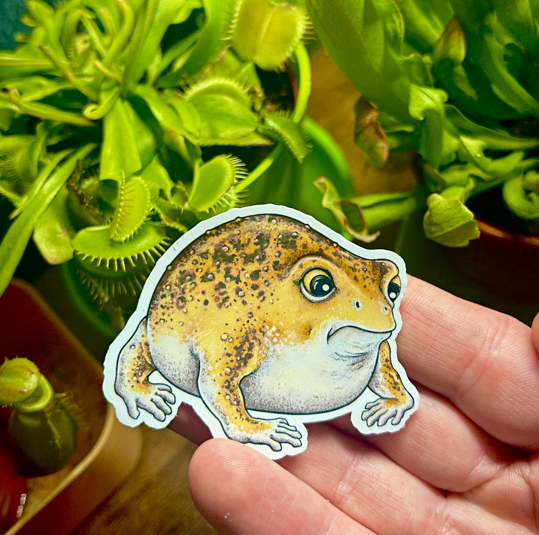 Cute Rain Frog Vinyl Sticker- A Delightful Present for Frog Fans! - Etsy