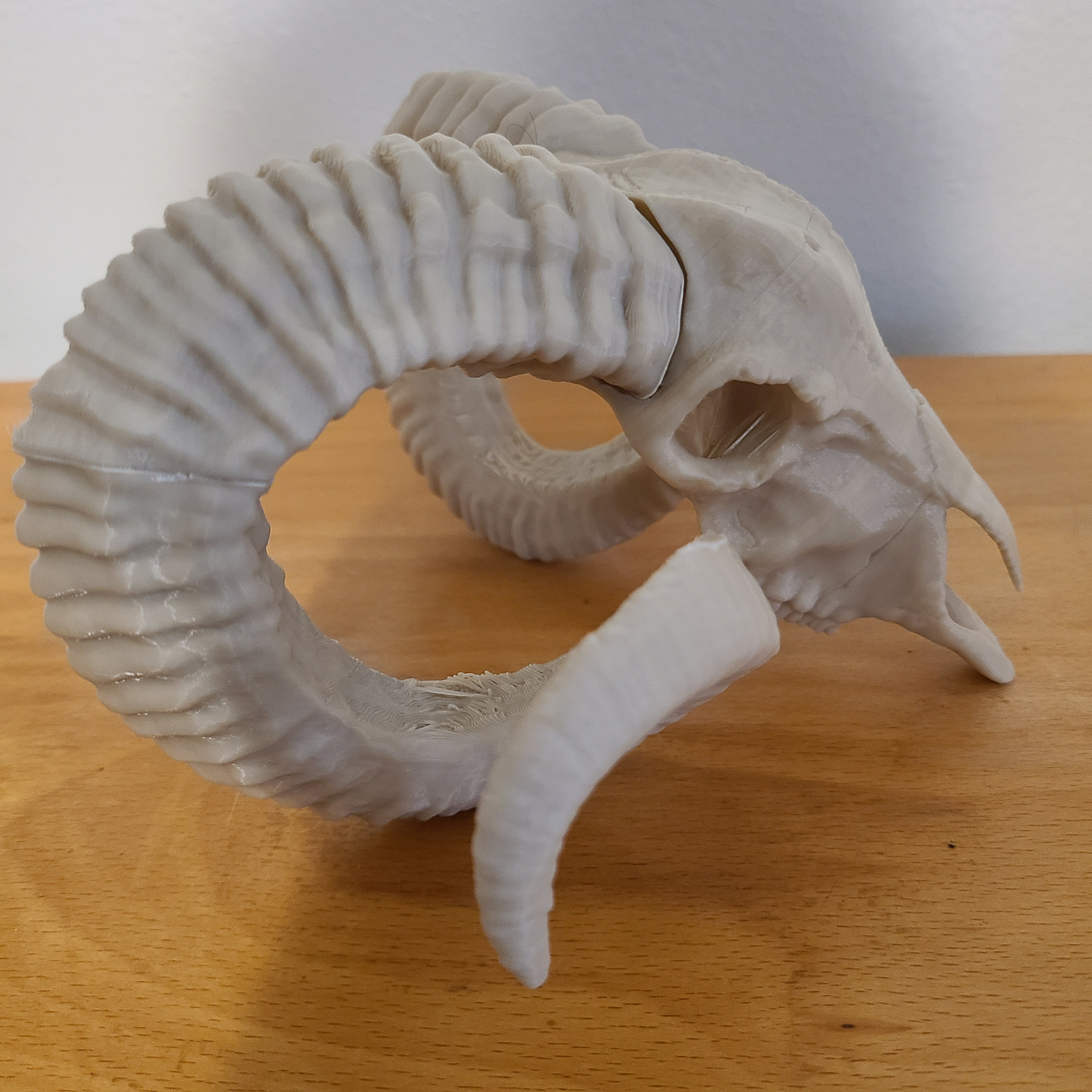 Ram Skull - Etsy
