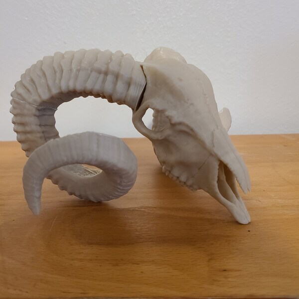 Ram Skull Pattern - Etsy