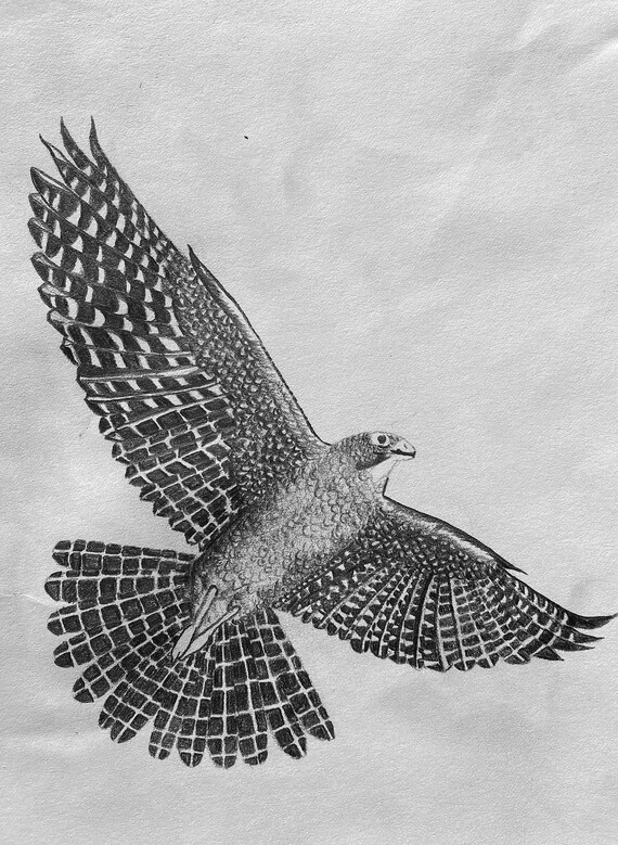 Falcon Sketch