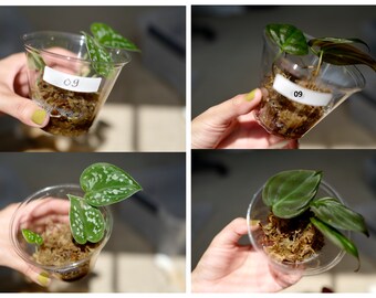 Pothos Micans - Etsy