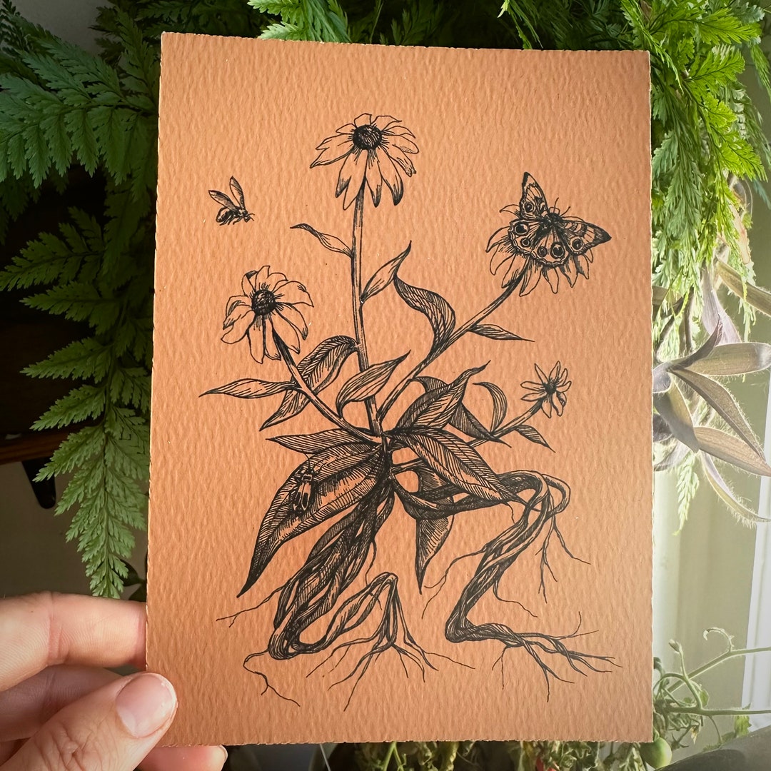 Unframed Art Print 5x7 black-eyed Susan Drawing - Etsy