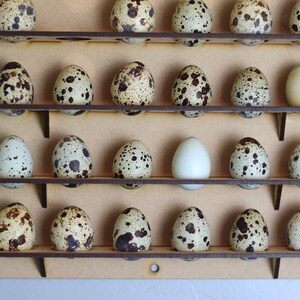 Quail Wall Hanging Egg Holder, Wall Mount Egg Holder, Quail Gift ...
