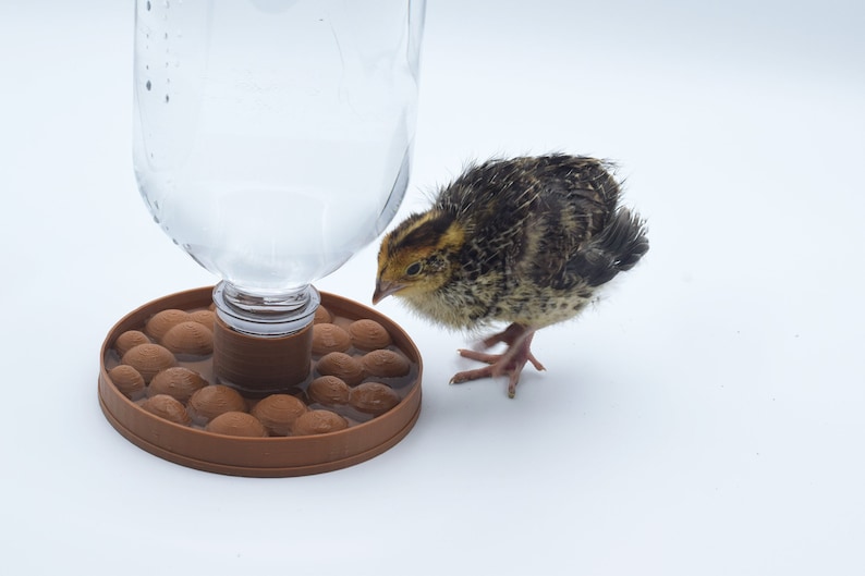 3D Printed Chick Waterer: No Drown Quail Water Dish - Etsy