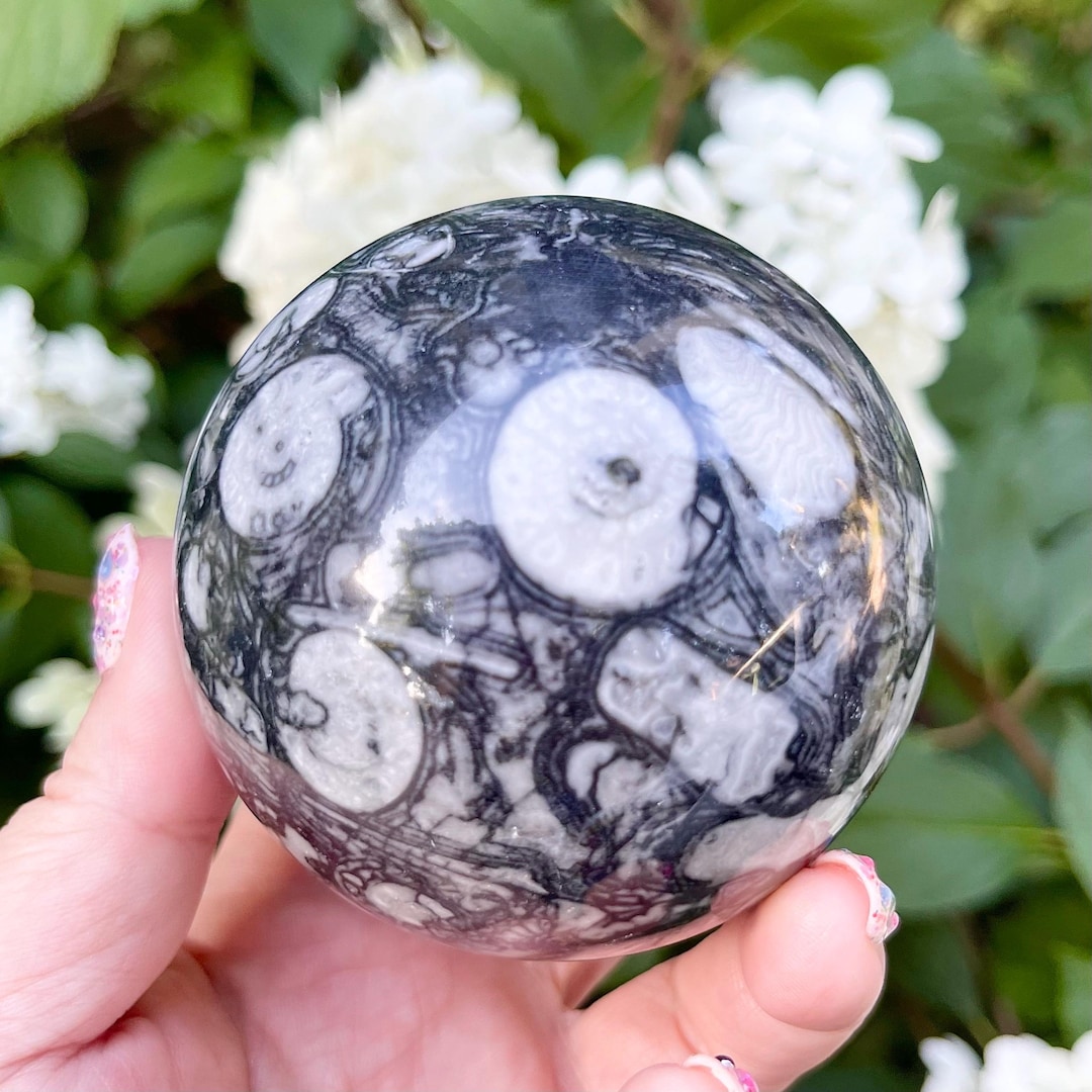 Rare Large Ammonite Fossil Sphere, Crinoid Fossil Sphere Crystal - Etsy