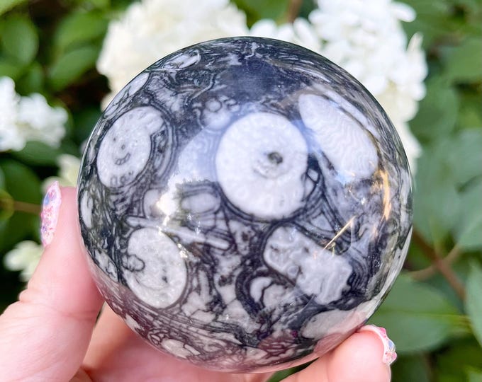 Rare Large Ammonite Fossil Sphere, Crinoid Fossil Sphere Crystal - Etsy